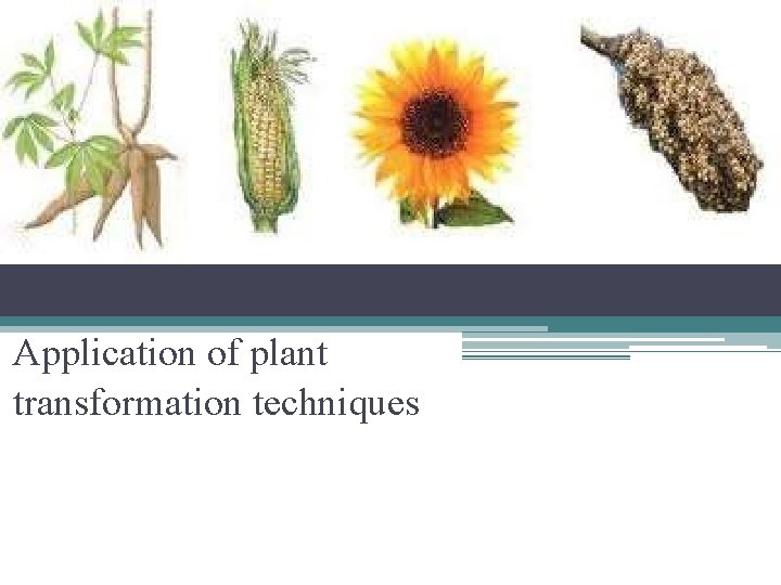 Application of plant transformation techniques Why is crop