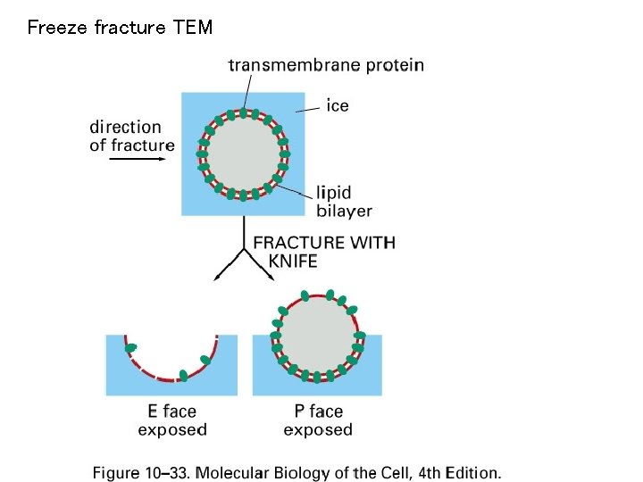 Membrane Structure Function BSCI 420 421 Lecture 14