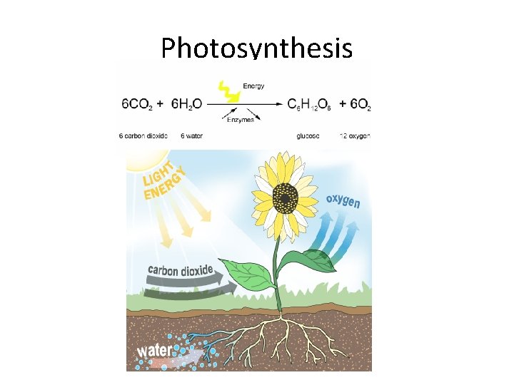 Photosynthesis Photosynthesis Cellular Respiration Energy comes from the