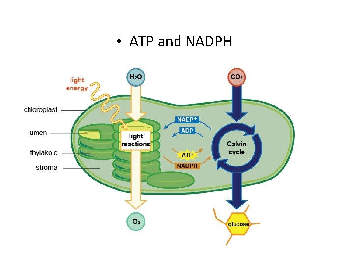 Photosynthesis Photosynthesis Cellular Respiration Energy comes from the