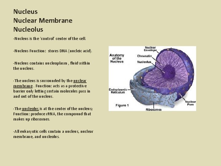 The Cell Scientists Theory Organelles Bythe wonderful classes