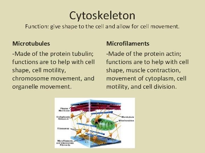 The Cell Scientists Theory Organelles Bythe wonderful classes