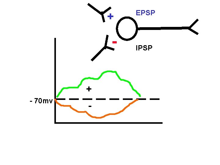 Neural Communication Signaling within a neuron Postsynaptic Potentials