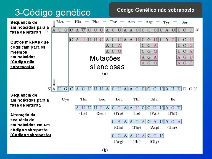 Cdigo Gentico 1 Viso geral 2 RNA transportador