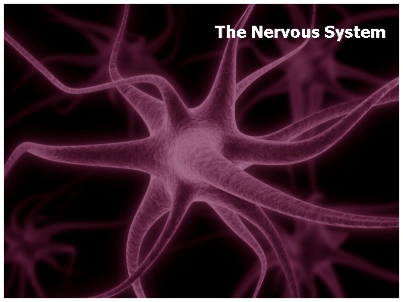 The Nervous System The Nervous System The master