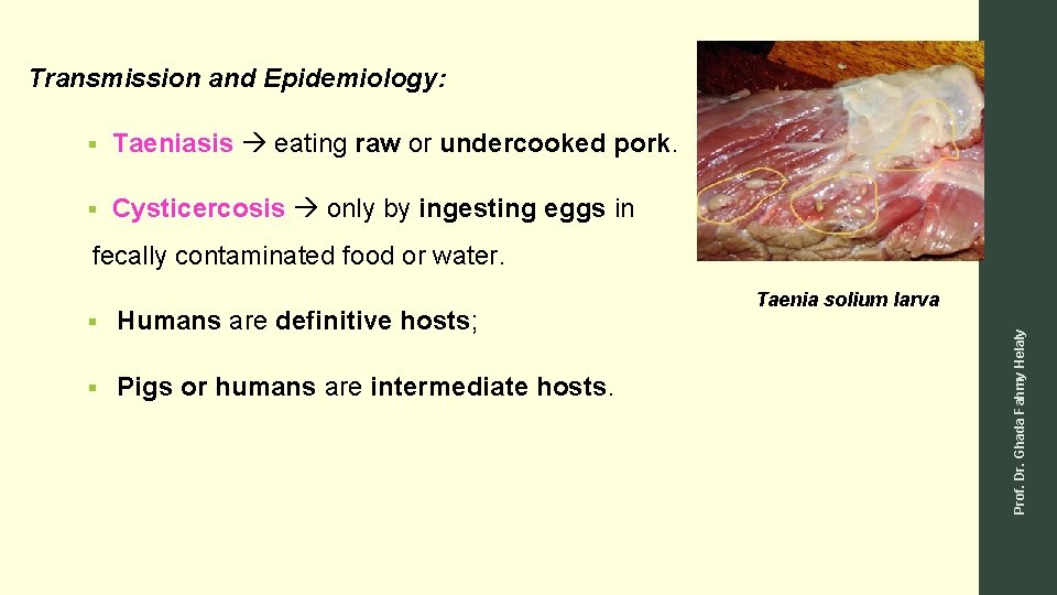 Prof Dr Ghada Fahmy Helaly Introduction to Cestodes