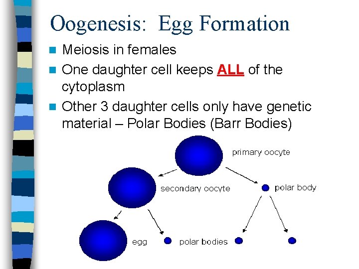 Meiosis Formation of Gametes Types of Reproduction n