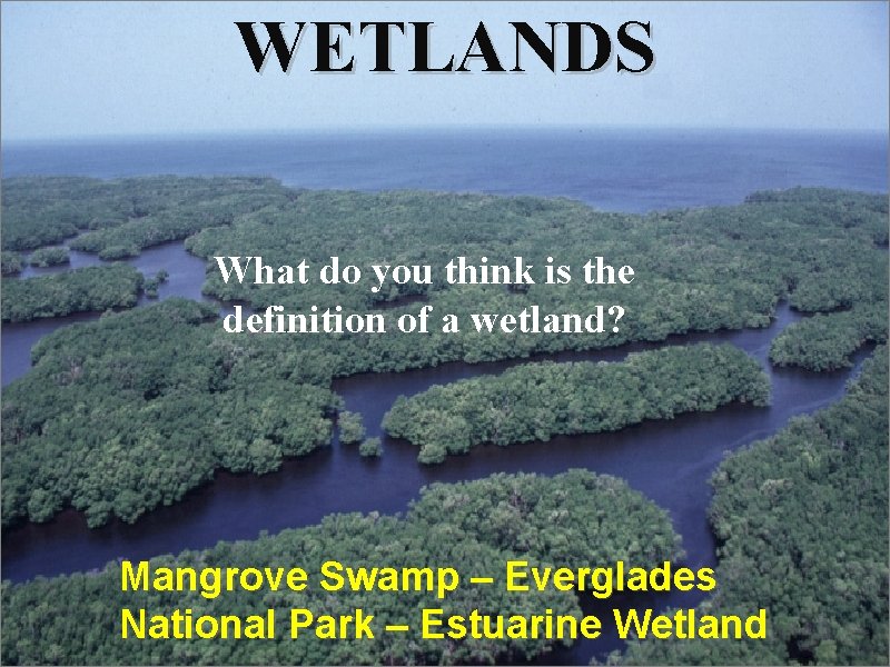 WETLANDS What do you think is the definition