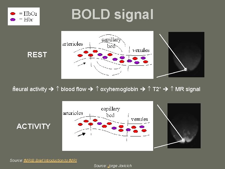 BOLD physiology What do we not measure with