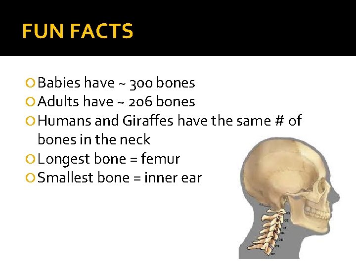 CHAPTER 6 THE SKELETAL SYSTEM FUN FACTS Babies
