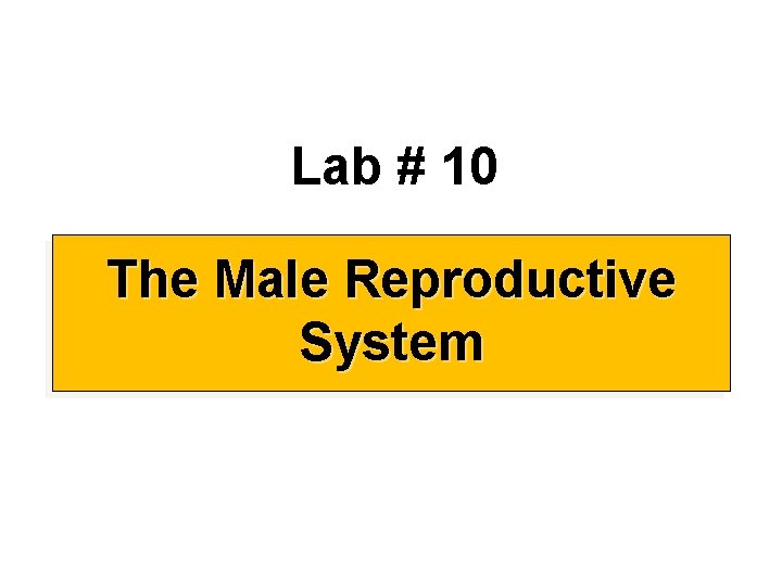Lab 10 The Male Reproductive System The Reproductive