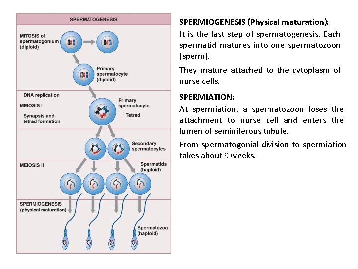 Lab 10 The Male Reproductive System The Reproductive