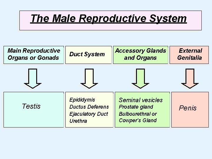 Lab 10 The Male Reproductive System The Reproductive
