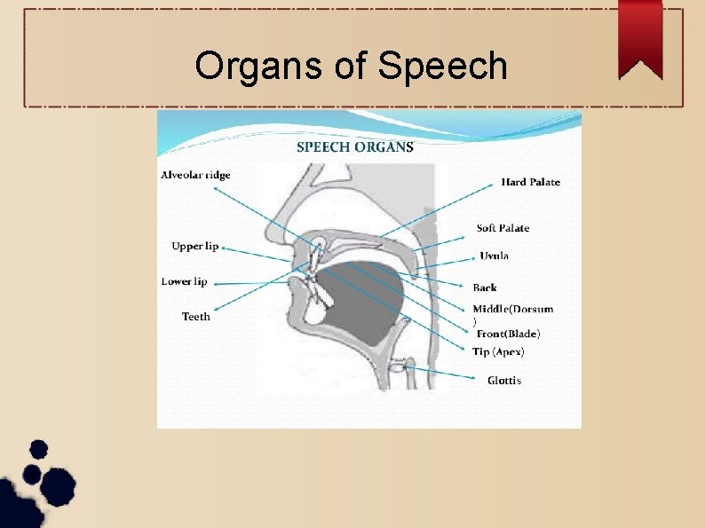 Listening and Speaking Skills Prepared by Vineetha Krishnan