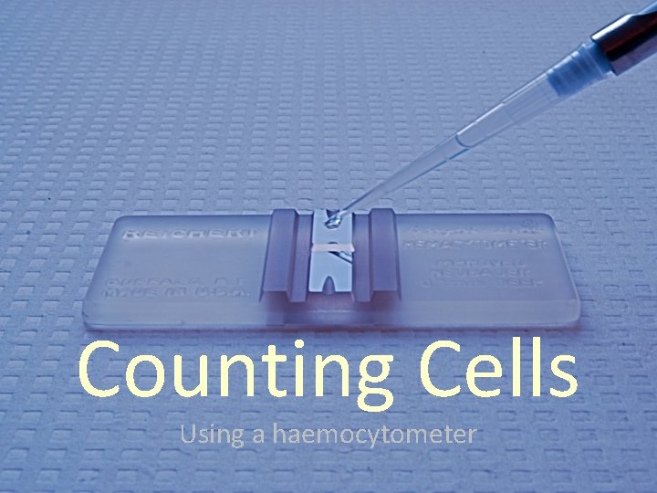 Counting Cells Using a haemocytometer Using a haemocytometer