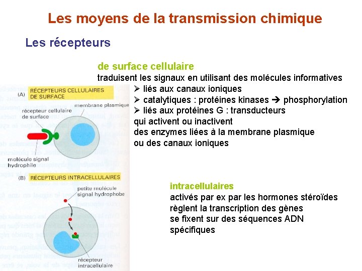 Communications cellulaires Comme les organismes multicellulaires les ...