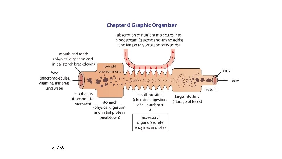 Large Intestine Colon Eliminates undigestedunabsorbed wastes Absorbs water