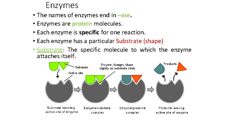 Large Intestine Colon Eliminates undigestedunabsorbed wastes Absorbs water