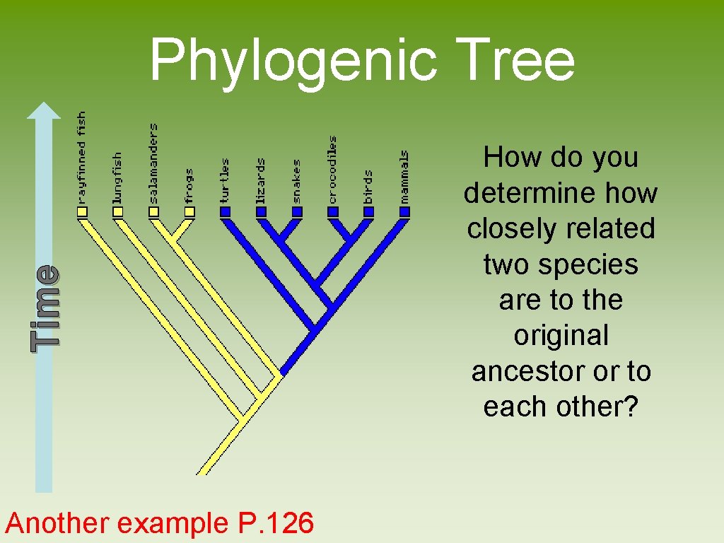 Chapter 5 Evolution of Biodiversity Dung of the