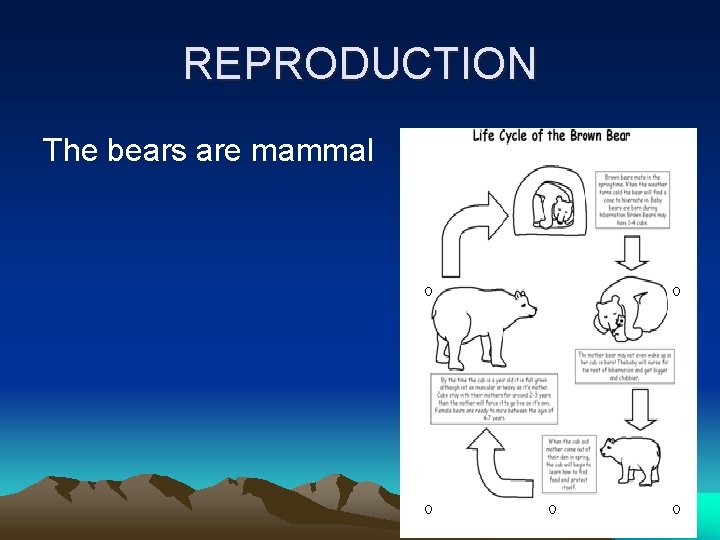 THE BROWN BEAR Created by Nstor Galvn and