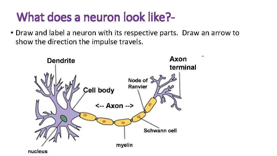Neurons synapses and signaling Interesting facts about your