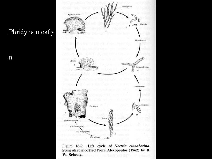 Definitions Alternatively fixed alleles Dominant vs codominant markers