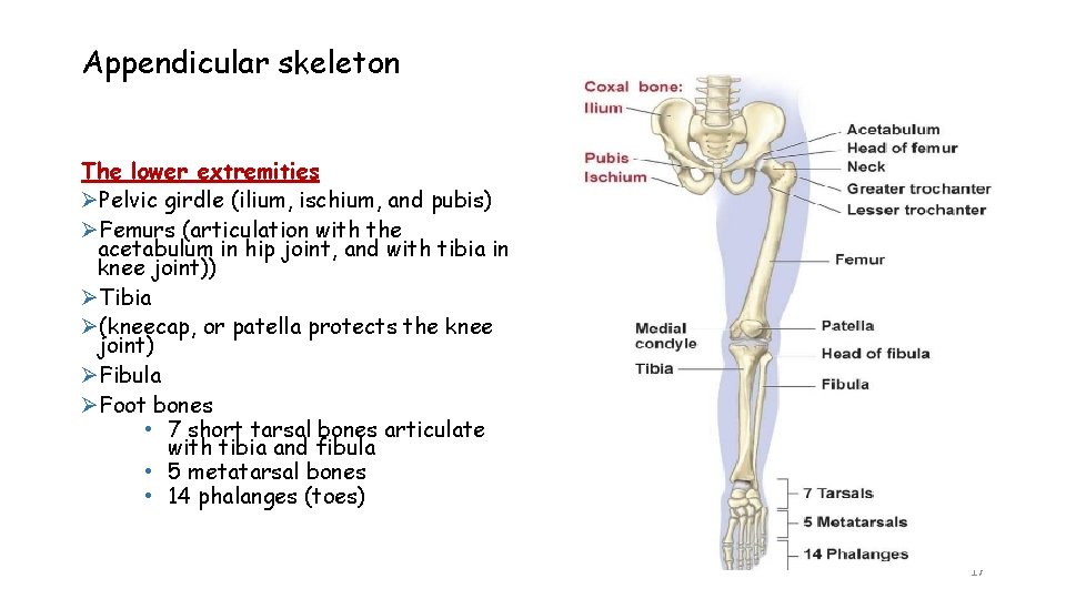The Musculoskeletal System Dr Omar Hamdan M D
