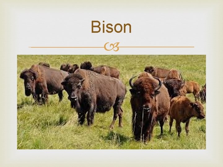 Unit 1 Geography of GeorgiaGeorgias Beginnings Prehistoric Peoples