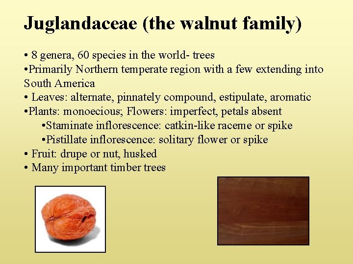 Juglandaceae the walnut family 8 genera 60 species