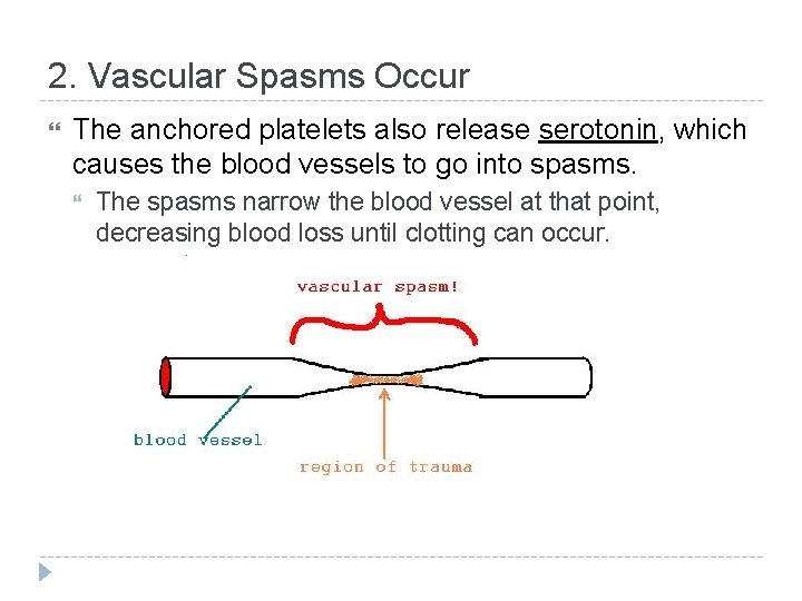 Blood Part 3 Hemostasis Stoppage of blood flow