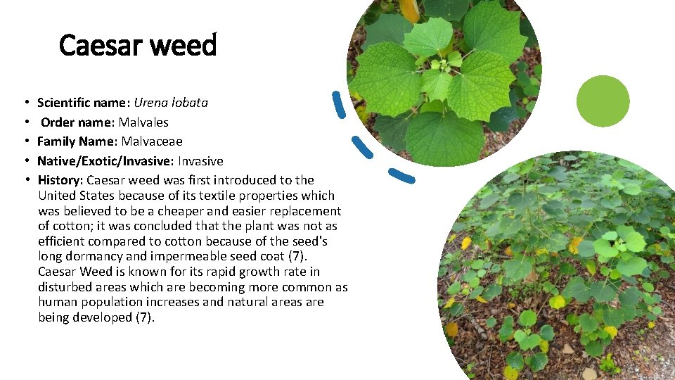 Invasive Species Caesar weed Scientific name Urena lobata