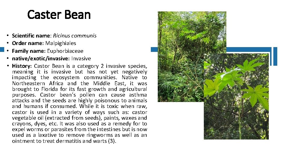 Invasive Species Caesar weed Scientific name Urena lobata