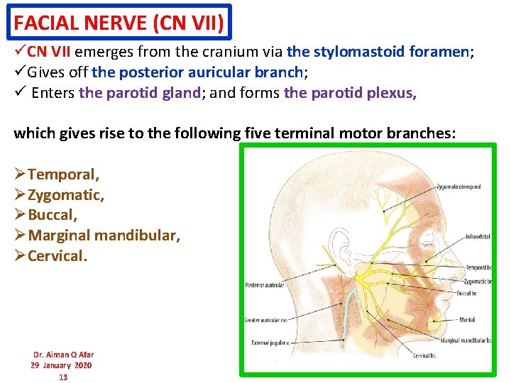 PERIPHERAL NERVOUS SYSTEM CN VII SENSE OF TASTE
