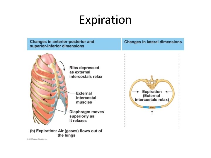 Respiratory System Lab Chapter 13 Bio 1108 Week