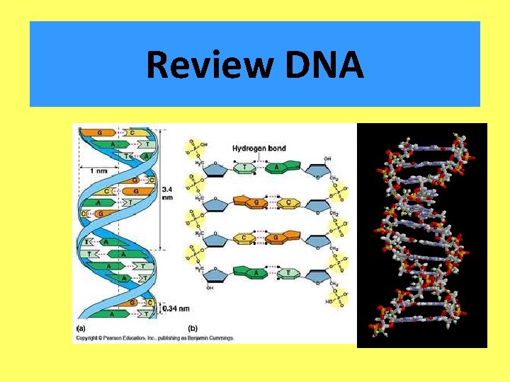Review DNA What are the four major classes