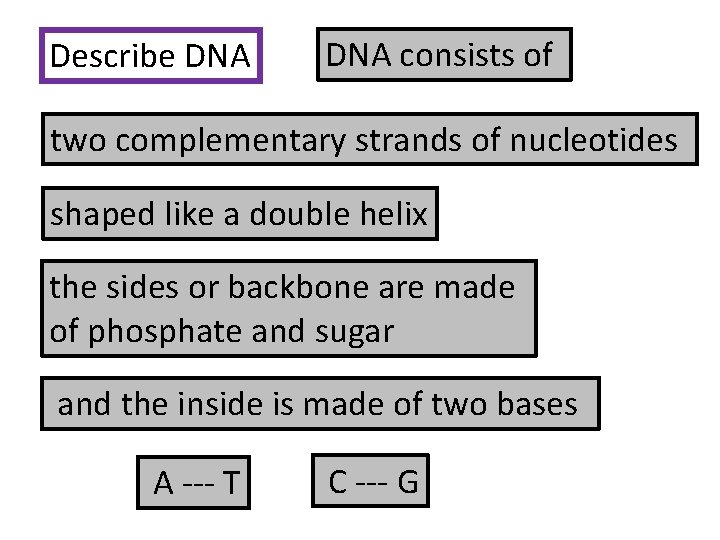 Review DNA What are the four major classes