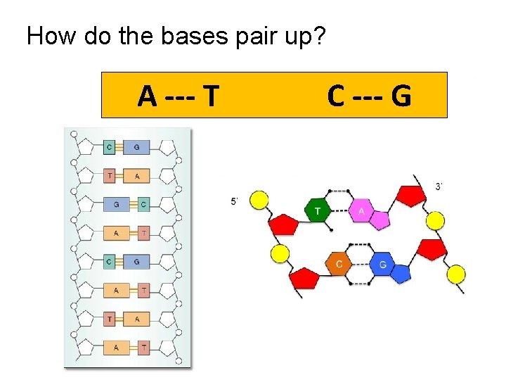 Review DNA What are the four major classes