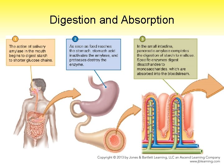 Carbohydrates Capture Energy from the Sun Sugars starches
