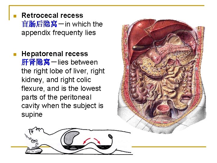 The peritoneum General features n n n The