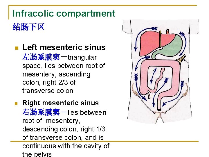 The peritoneum General features n n n The