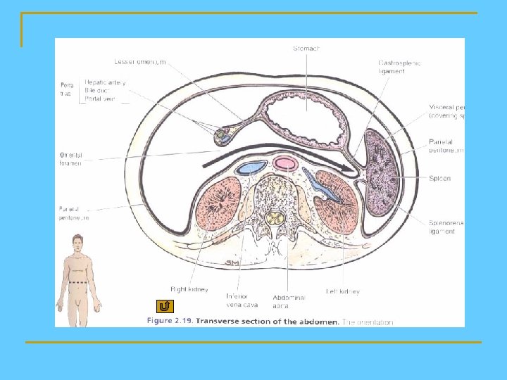 The peritoneum General features n n n The