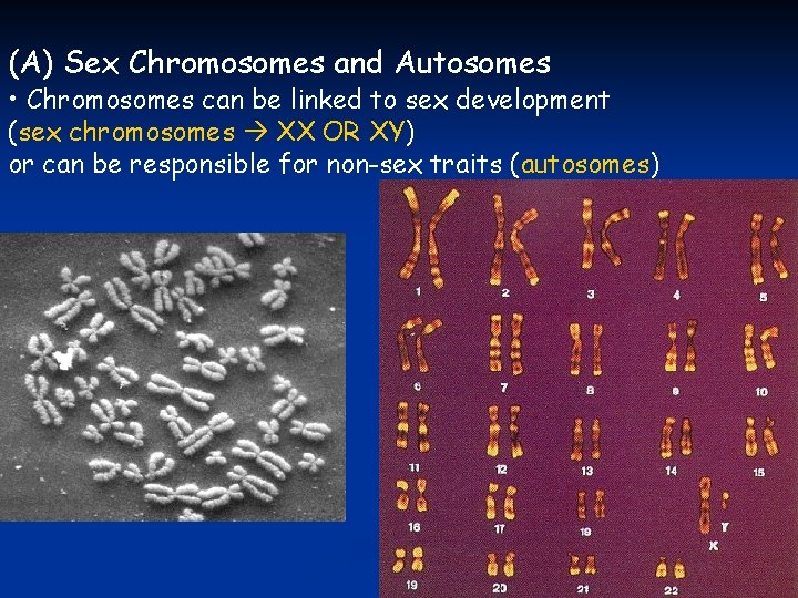 Chapter 9 B Cell Reproduction 9 5 Meiosis