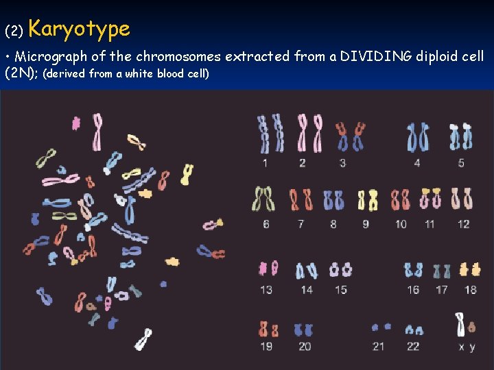 Chapter 9 B Cell Reproduction 9 5 Meiosis