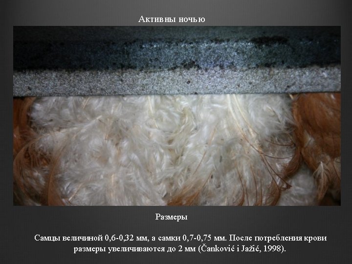 Axtell R C 1981 Livestock integrated pest management