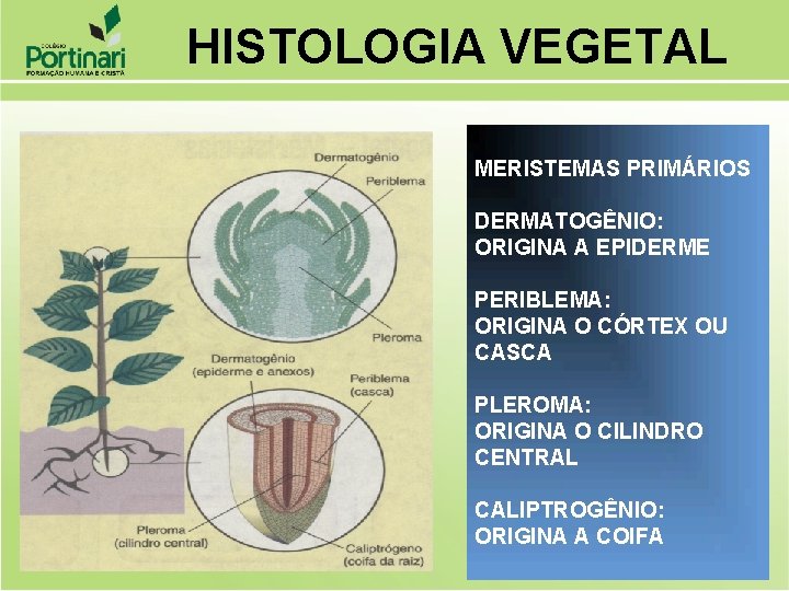 HISTOLOGIA VEGETAL HISTOLOGIA VEGETAL DERMATOGNIO Formar a epiderme