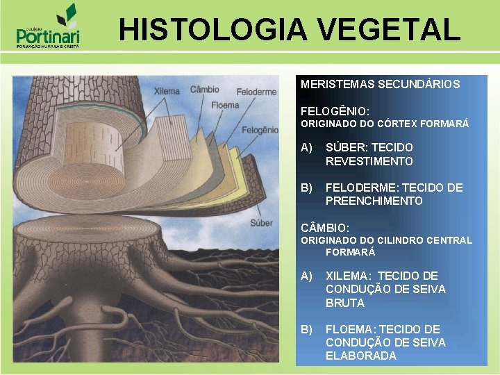 HISTOLOGIA VEGETAL HISTOLOGIA VEGETAL DERMATOGNIO Formar a epiderme