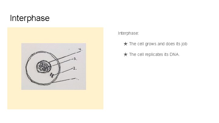 Cell Cycle Flash Cards Mrs Adams Mrs Burgos