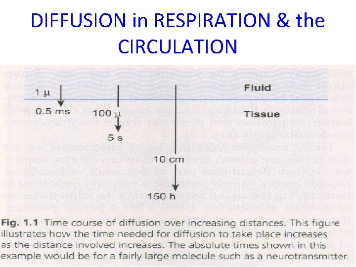 Chapter 1Introduction of the Respiratory System Liu Baoyi