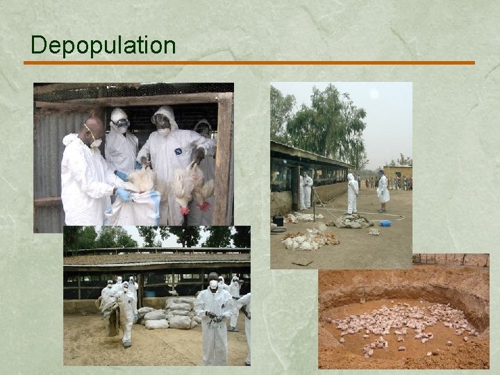 Public Health Responds to Avian Influenza Outbreaks in