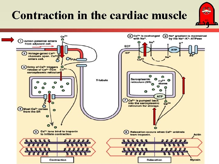 MSS Module Physiology Lectures Muscles L 3 Prof